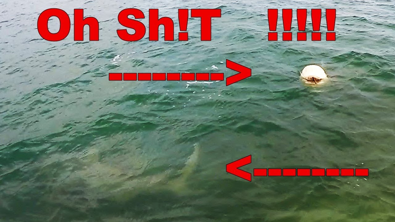 OH SH!T !!! Fun Fishing With Live Pilchards - YouTube