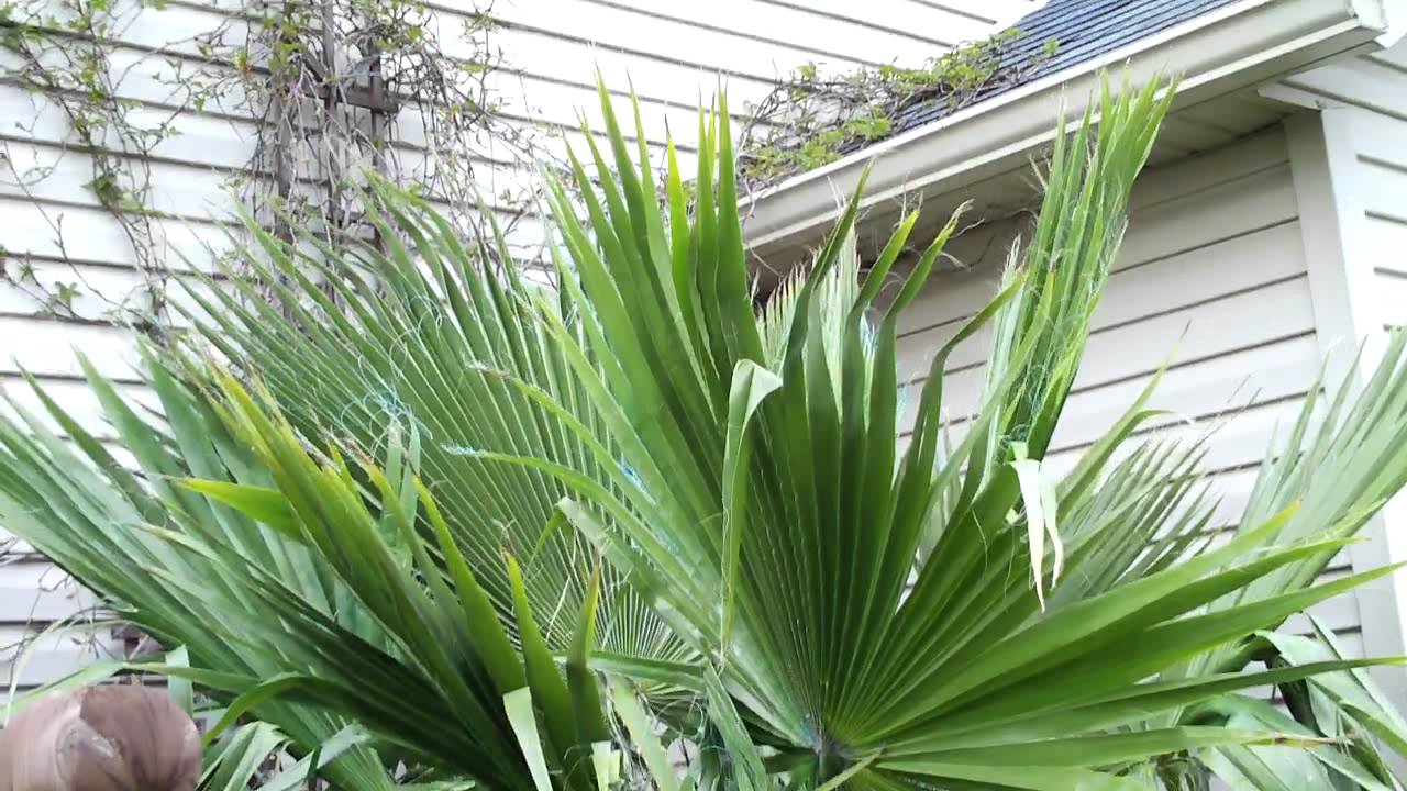 Cold hardy palm trees near Montréal, Canada - YouTube