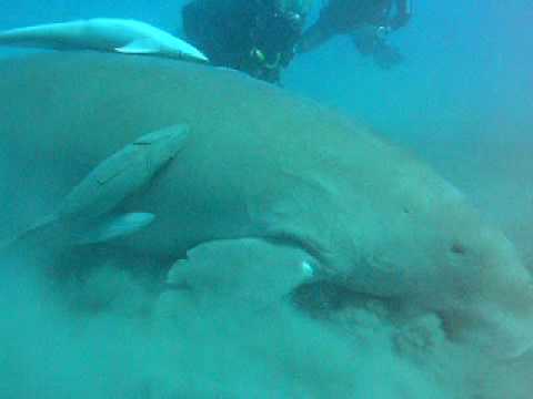 DAGONG-Krowa morska - YouTube
