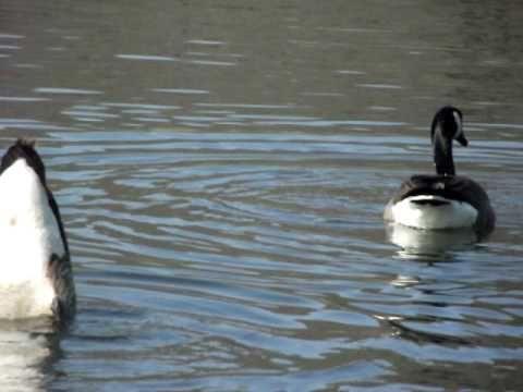 BOTTOMS UP! Canada Geese Dance/Mating Ritual on Lake! - YouTube