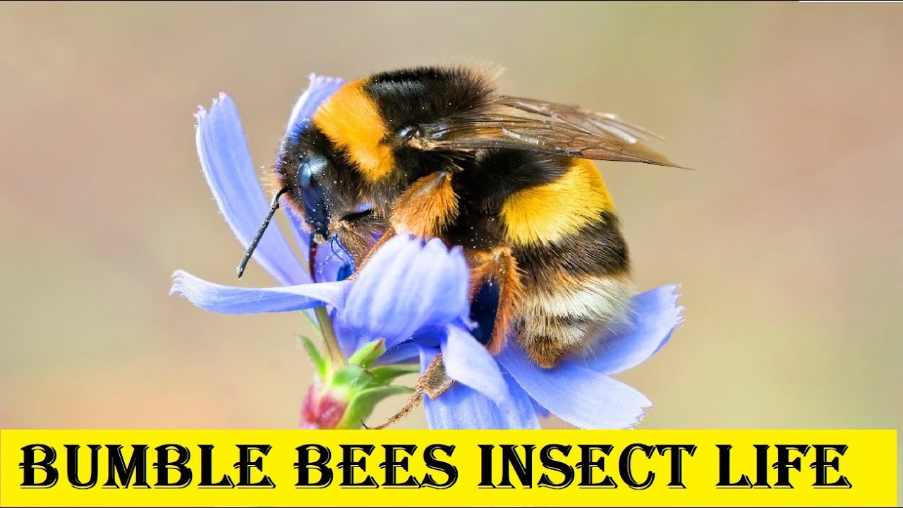 Buzzing Marvels Discovering the Incredible World of Bumble Bees - YouTube