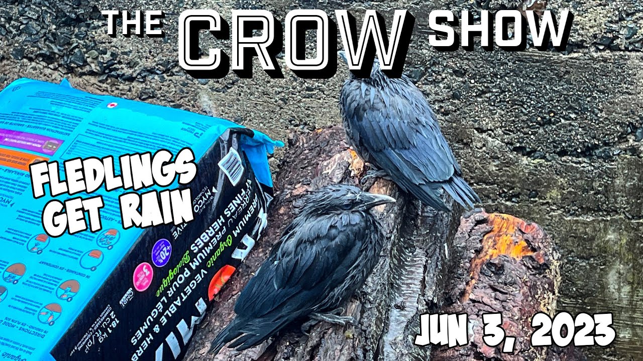 Baby Crows Fledging in the Yard & the Rain - YouTube