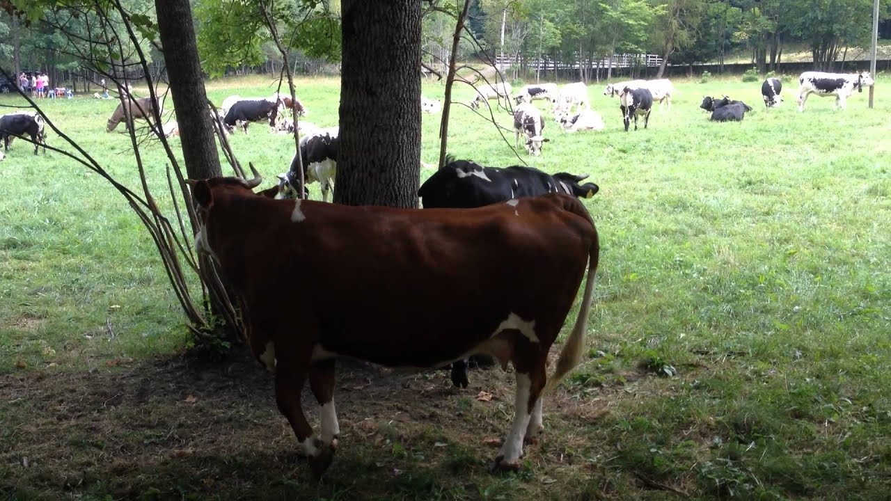 Mucca muggisce e pascola - YouTube