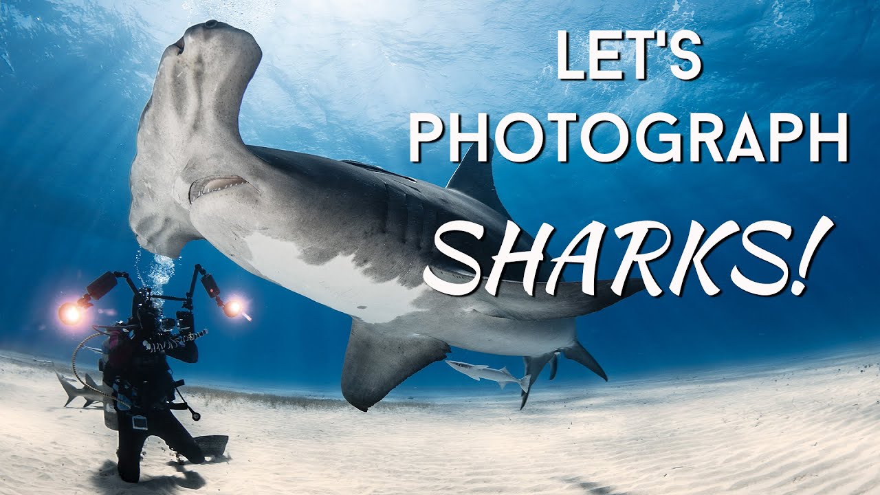 When a Shark Bites Your Camera and other Photo Ops - YouTube
