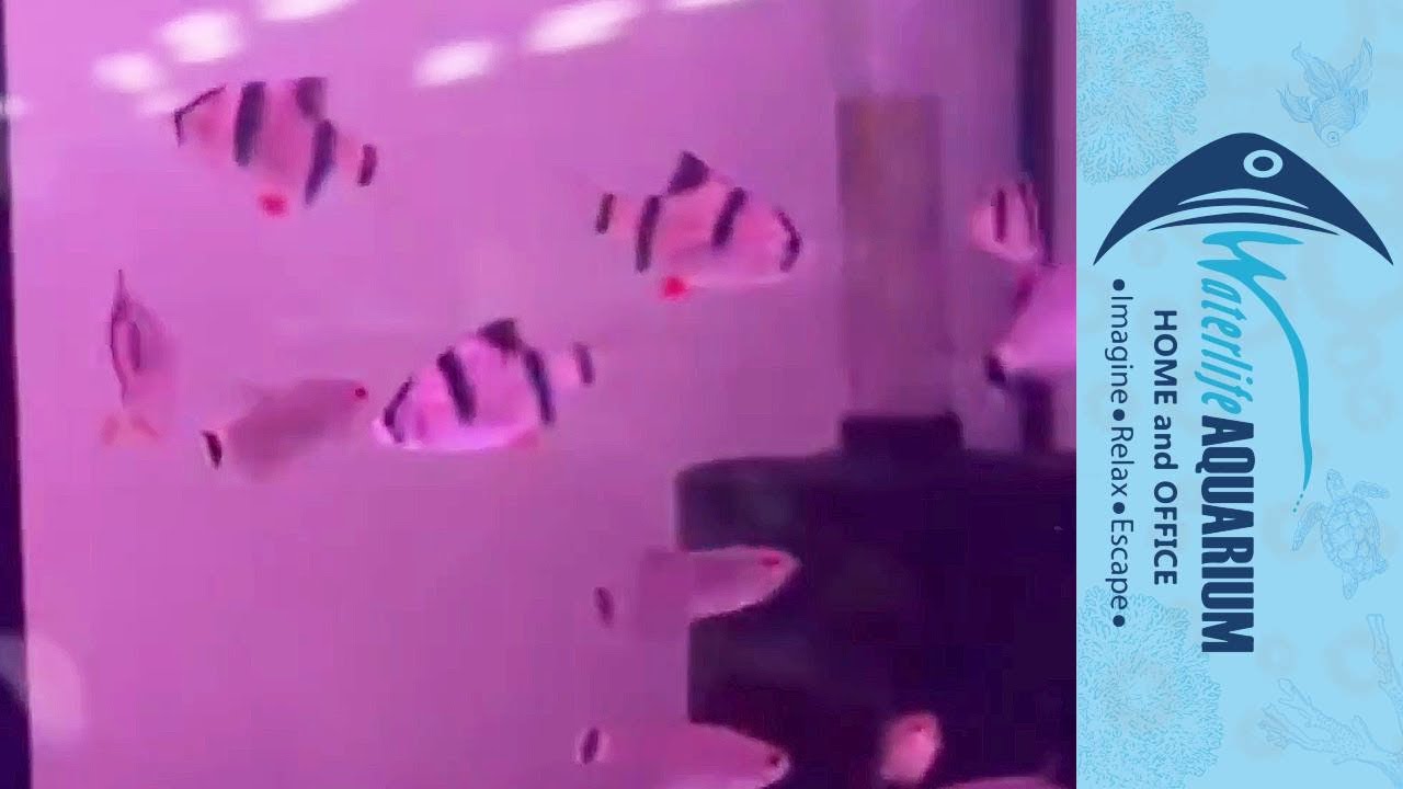 Current Fish Available | Waterlife Aquarium Hoppers Crossing | 06/11/25 ...