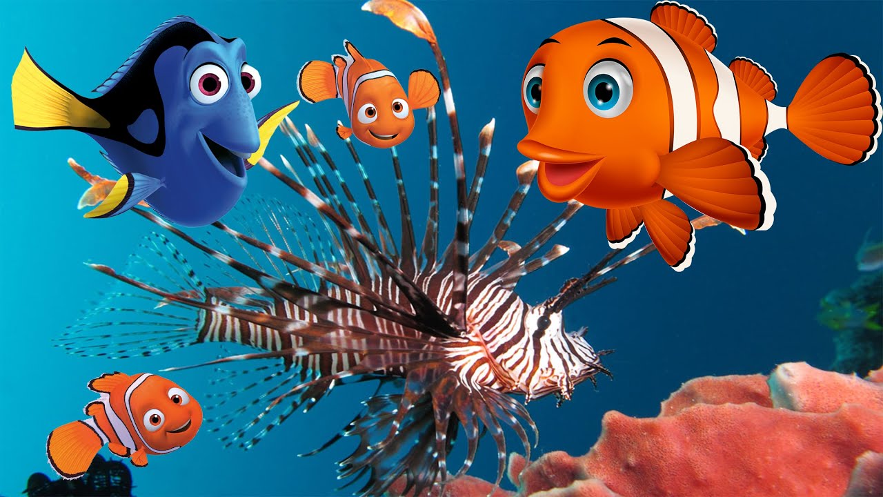 Lionfish & Nemo - YouTube