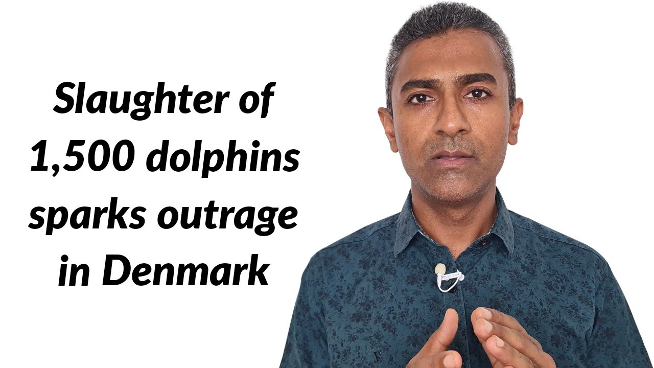 Slaughter of 1,500 dolphins sparks outrage in Denmark - YouTube