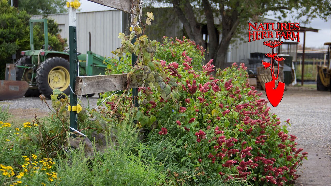 Natures Herb Farm - Short Tour - YouTube