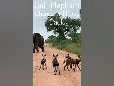 Animal Showdown: Bull Elephant vs Wild Dog Pack - YouTube