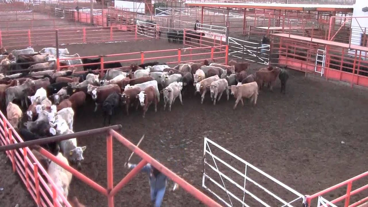 Part 5 - Importing Mexican Cattle - YouTube