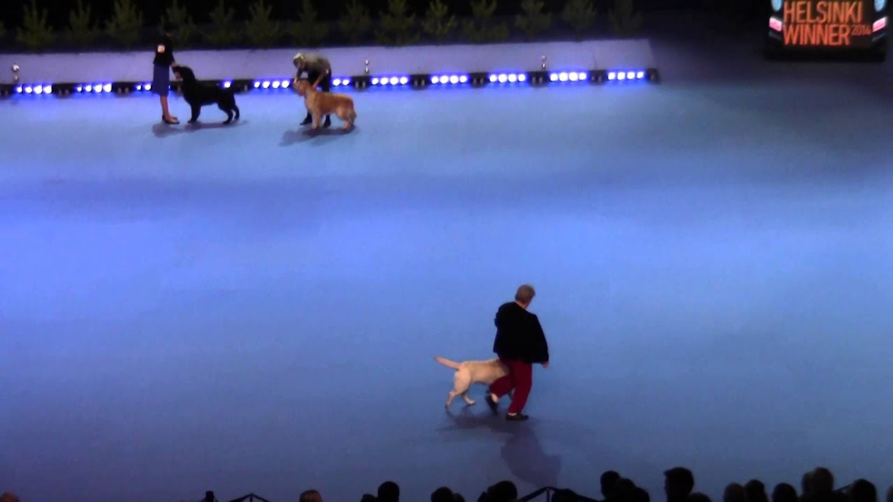 Helsinki Winner 2014 FCI8 - YouTube