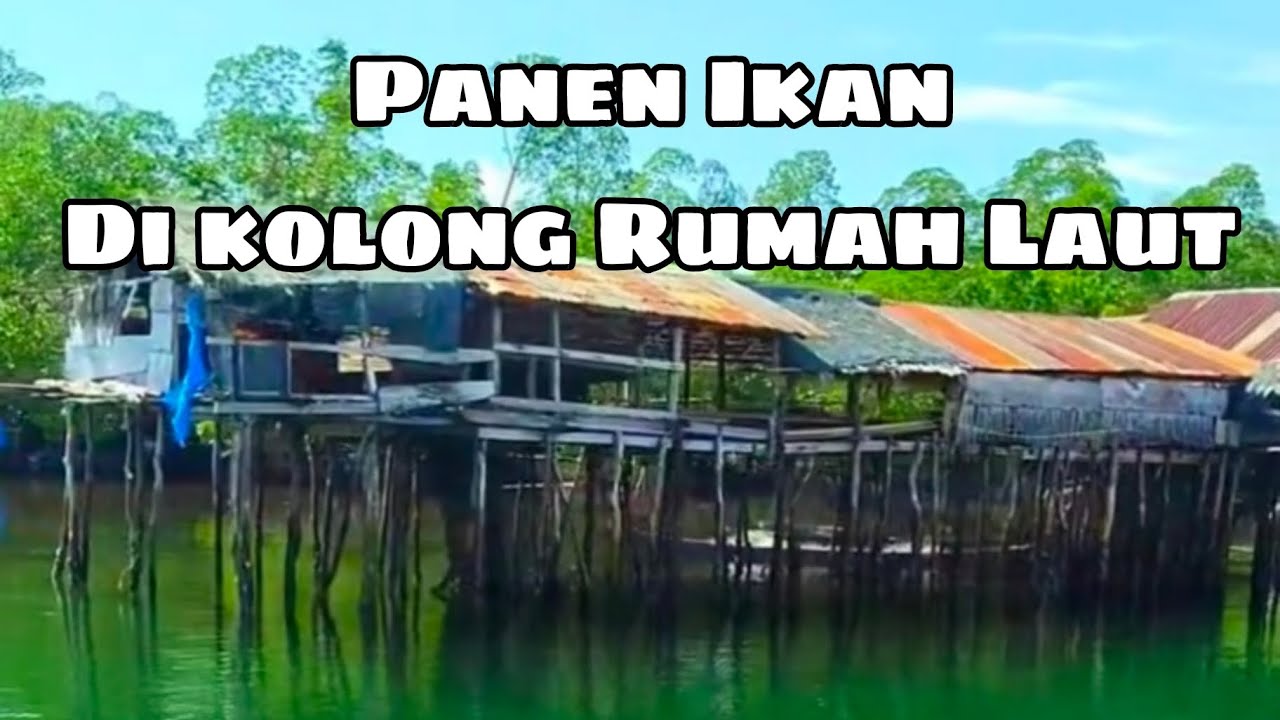 Memancing Di Kolong Rumah Laut Punya Babe - YouTube