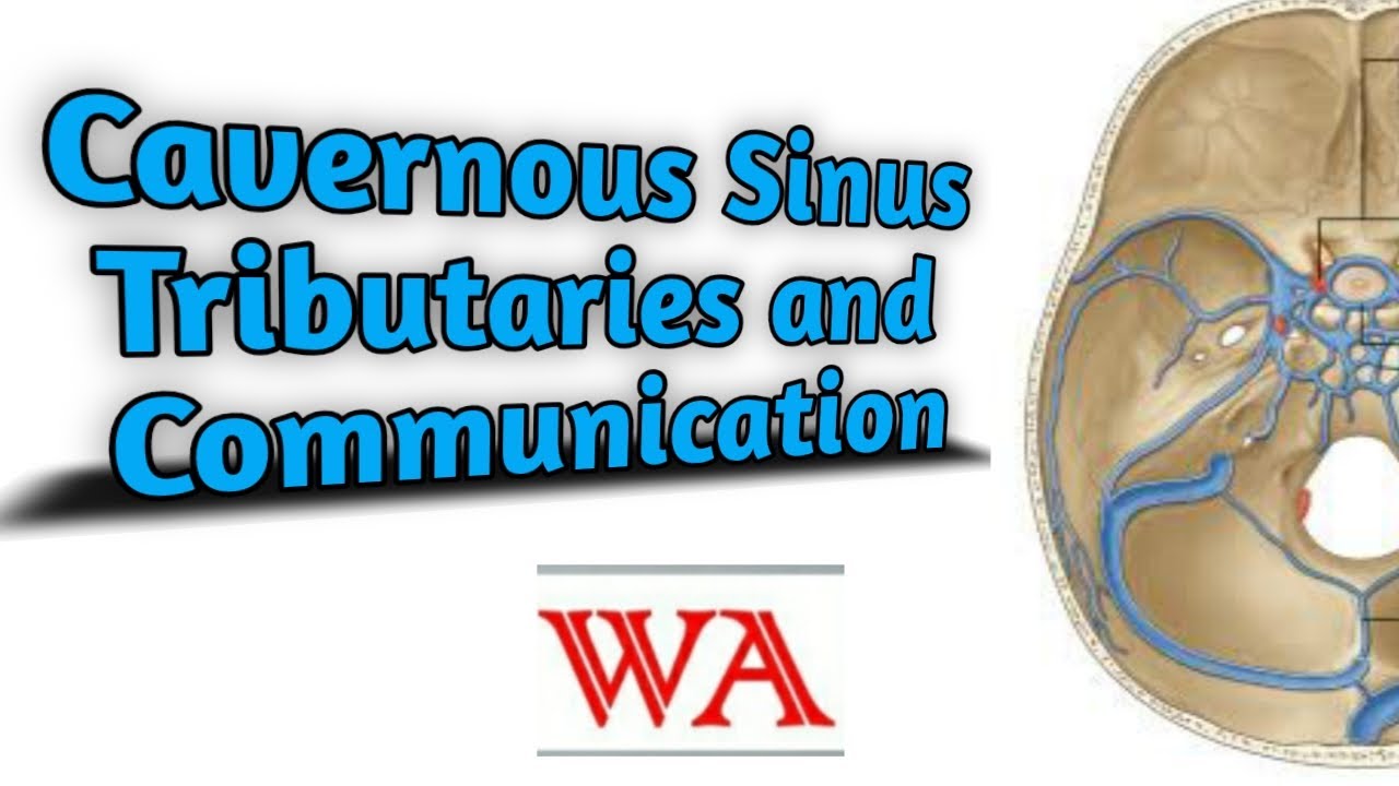 Cavernous sinus - Tributaries and communications [World of Anatomy] - YouTube
