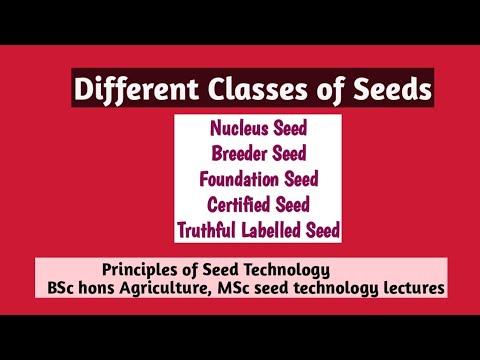 Different classes of seeds|Nucleus Breeder Foundation Certified ...
