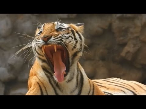 Angry tigress at this time for visitors attraction | 120fps(Soundless ...