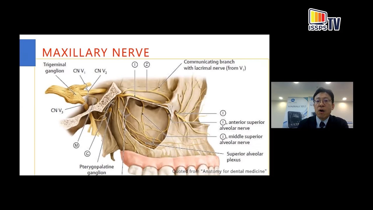 USG Maxillary & Mandibular Nerve and Their Branches Block - The Lateral ...