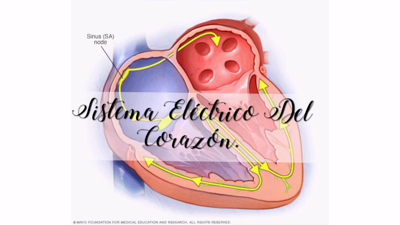 Sistema eléctrico del corazón - YouTube