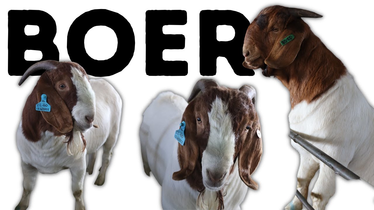 The BOER: Best Meat Goat? #boergoat #boergoats #goatfarming #meatgoats ...