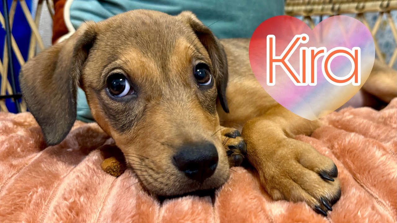Could Kira be the perfect puppy dog? We think so! 🐶 ️ - YouTube