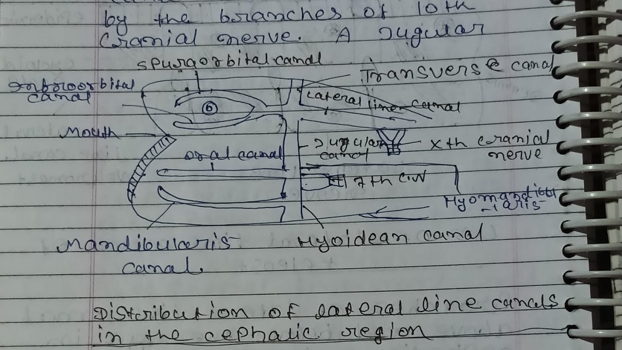 Lateral line system in Fish. M.sc zoology semester -1, CC - 1, BRABU ...