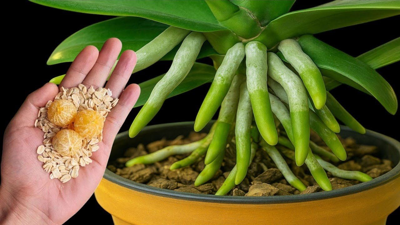 Sprinkle this powder on the roots Orchids Grow Faster & Bloom ...