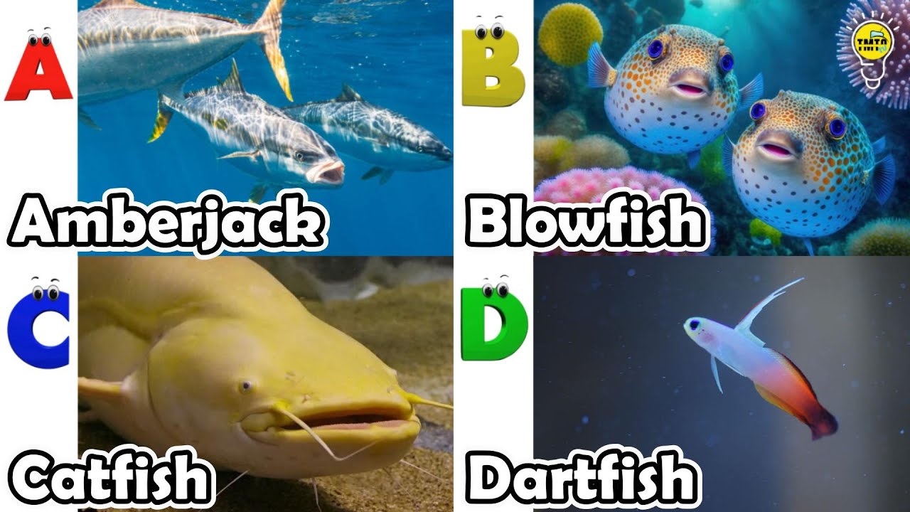 Sea animals for kids | ABC phonics animals | ABC Sea Animals song ...