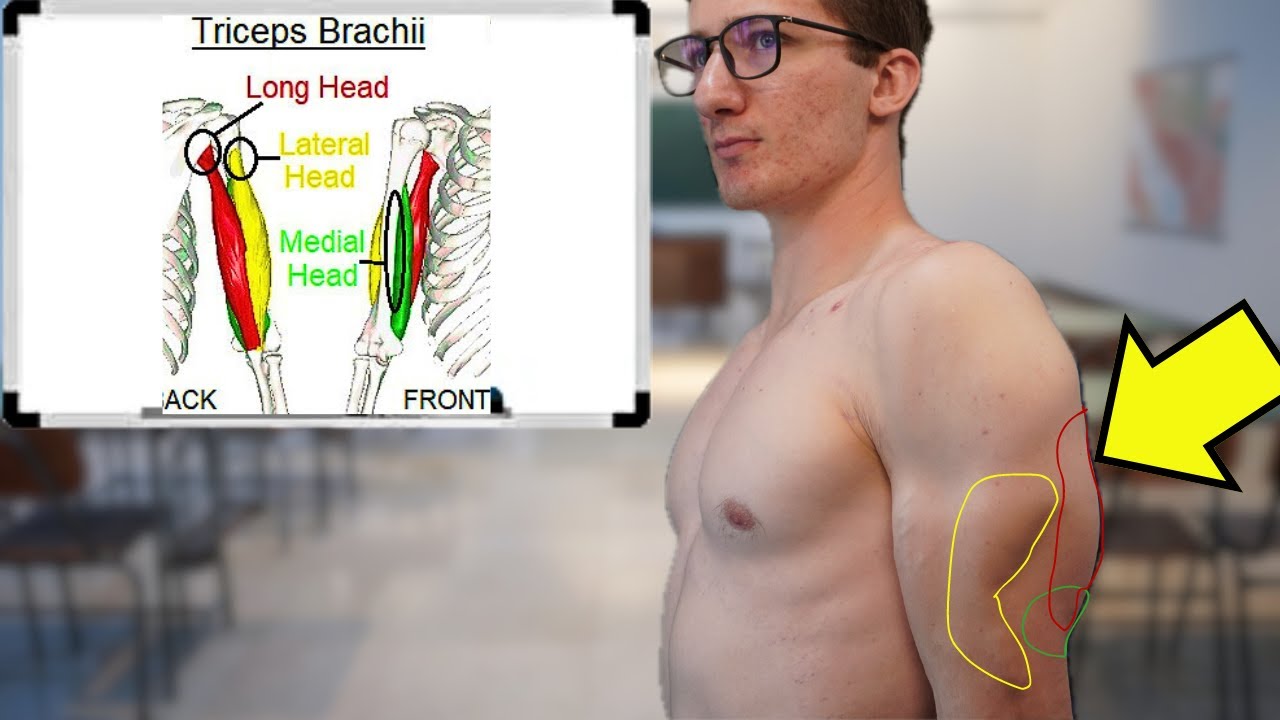 The Best Tricep Exercises For Massive Growth - YouTube