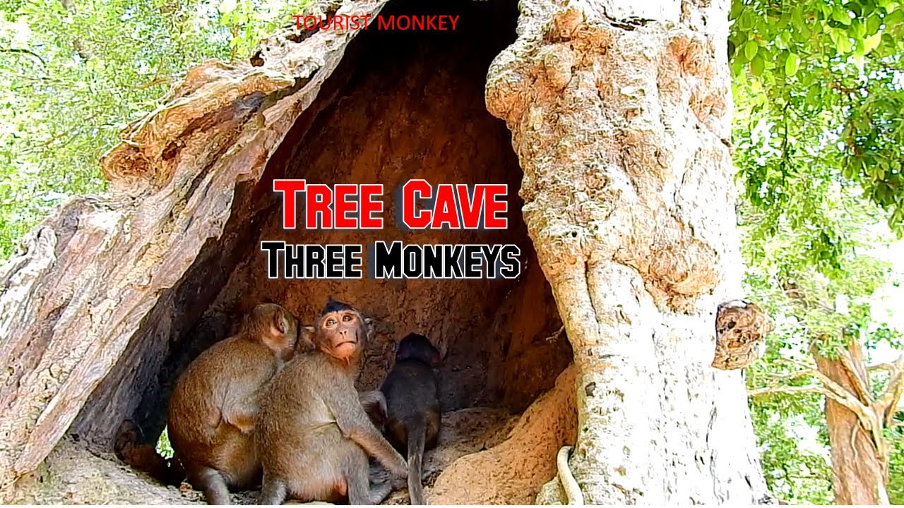 Wow look scare, Three monkeys enter tree cave, Very big tree cave in ...