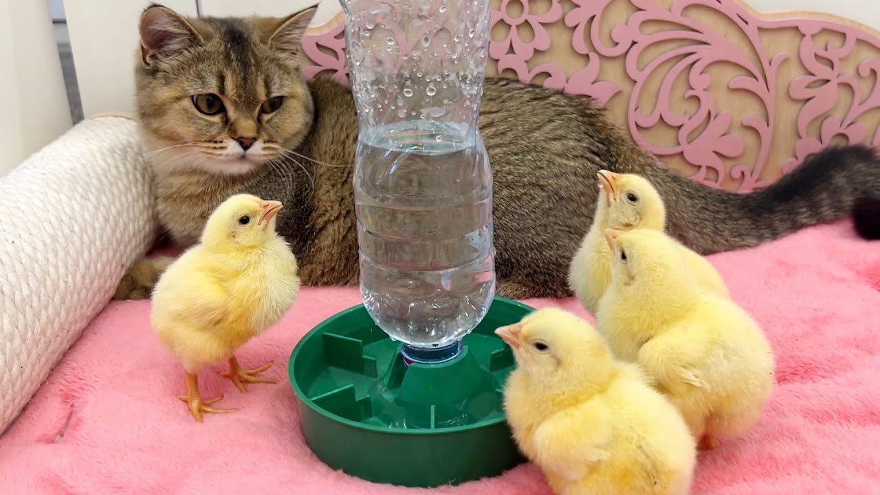 Kittens know how to take care of chicks better than hens - YouTube