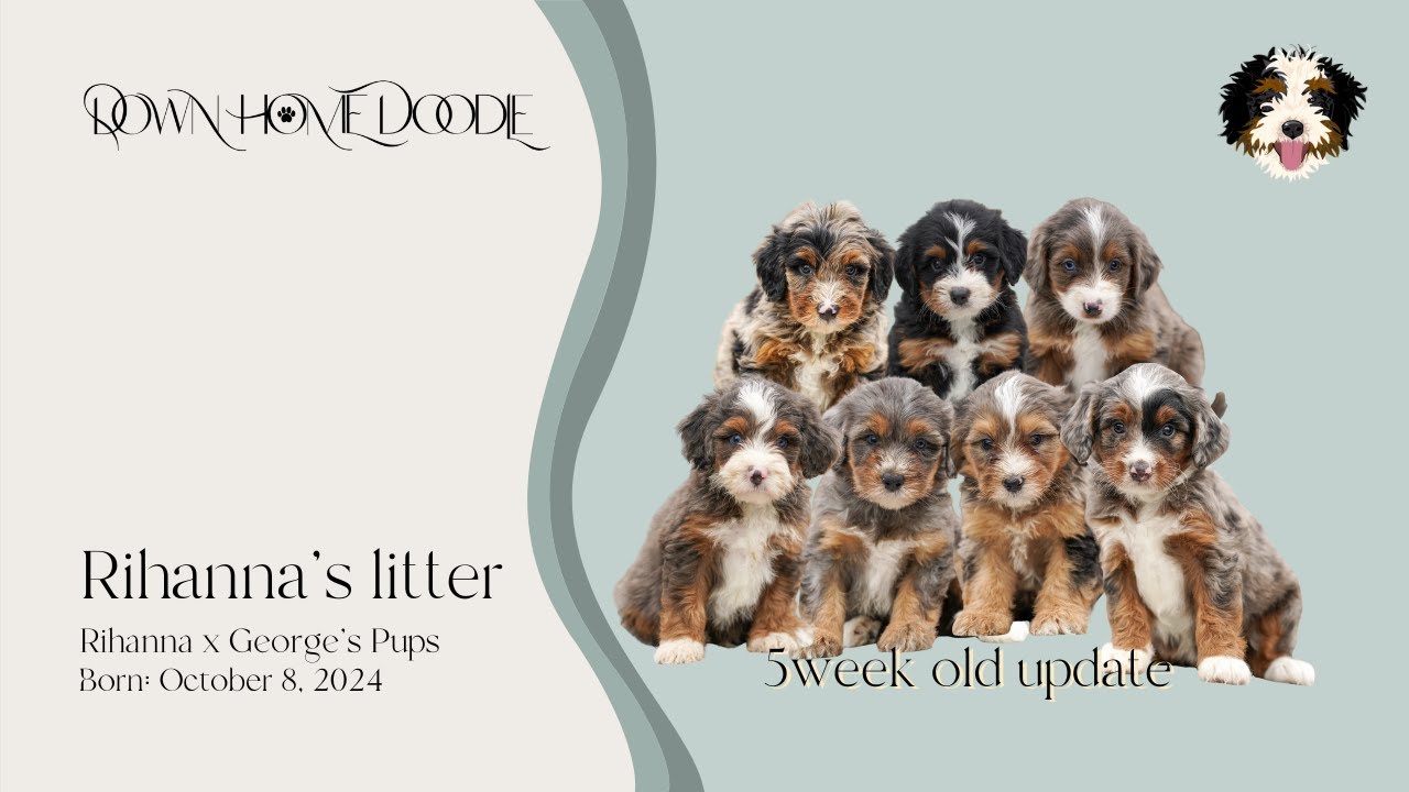 Rihanna x George's Mini Multigenerational Bernedoodle Puppies | Down ...