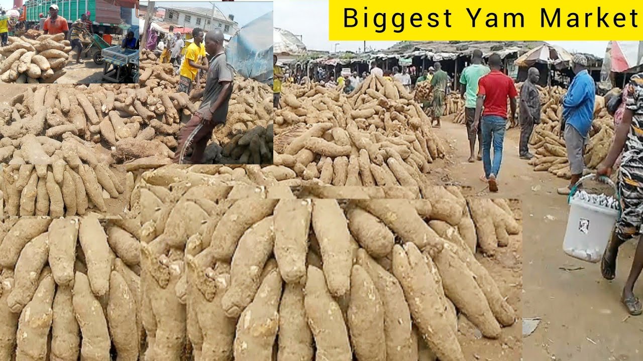 Biggest Yam Market In Lagos Nigeria | Price of tubers of yam October ...