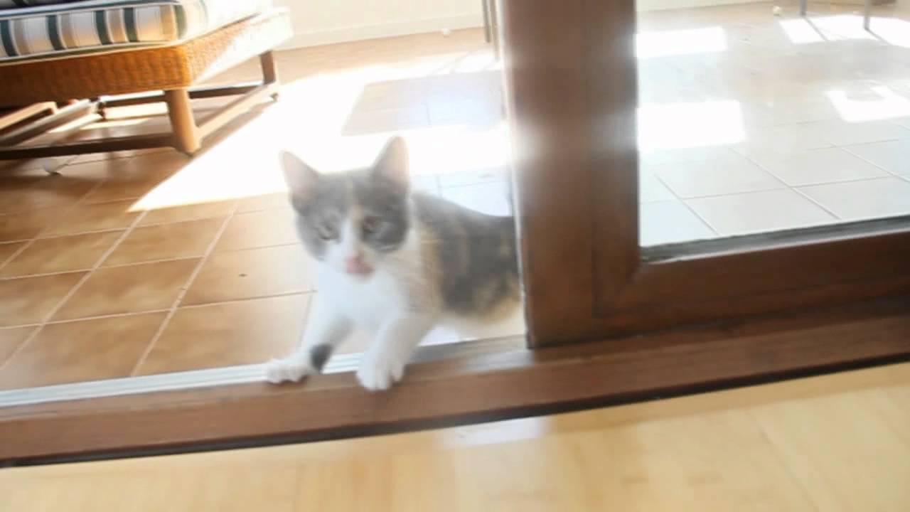 KITTEN GLASS DOOR FAIL by Whiteboy7thst - YouTube