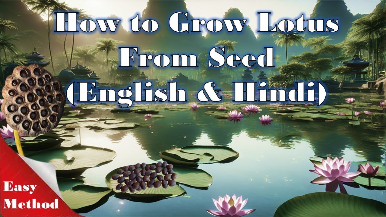 How to Grow Lotus from Seed l full process l Full detail Video - YouTube