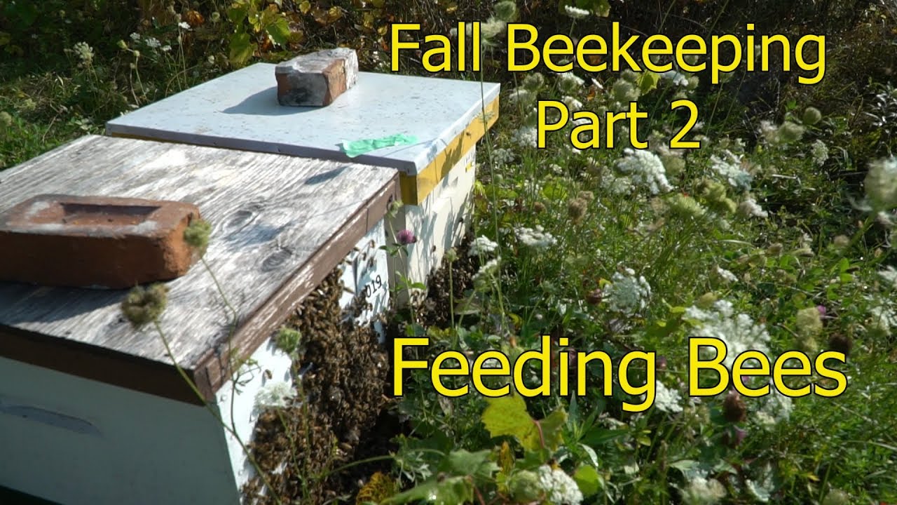 Fall Beekeeping Part 2: All About Feeding - YouTube