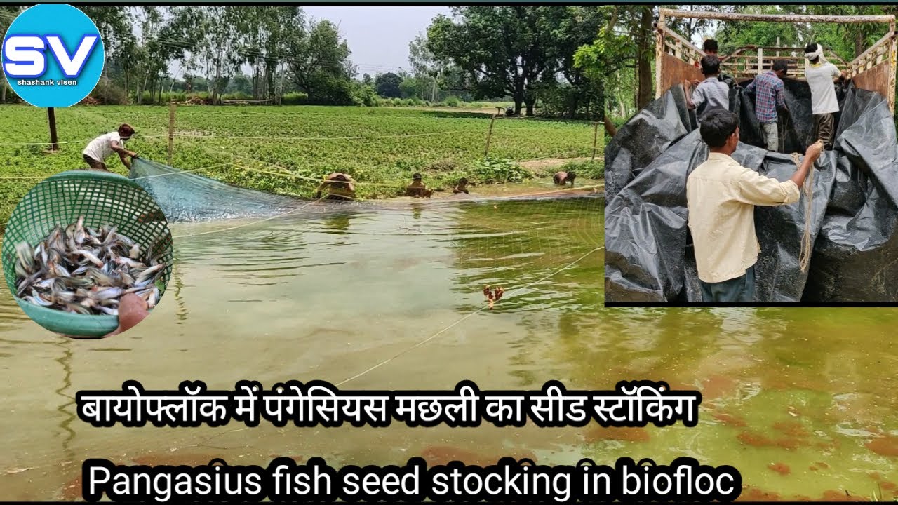Pangasius fish seed stocking in #biofloc/बायोफ्लॉक में पंगेसियस मछली का ...