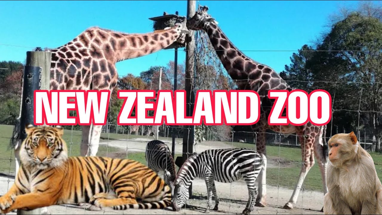 NEW ZEALAND HAMILTON ZOO #animal - YouTube
