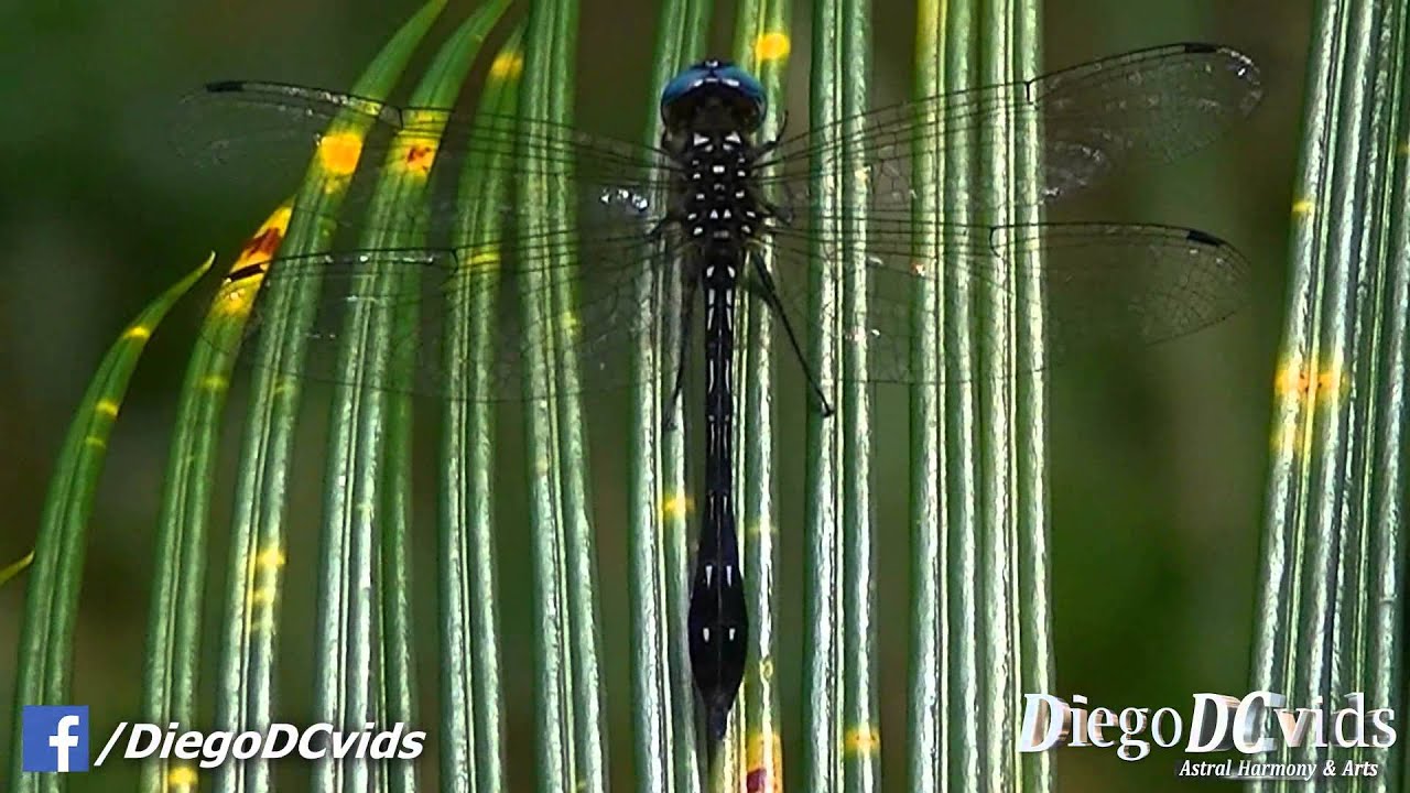 Macrothemis sp. Dragonfly Black species with blue eyes (Anisoptera ...