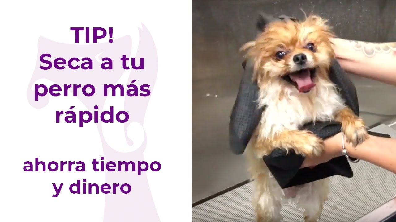 Aprende a secar a tu perro mucho más rápido. Ahorraras tiempo y dinero ...