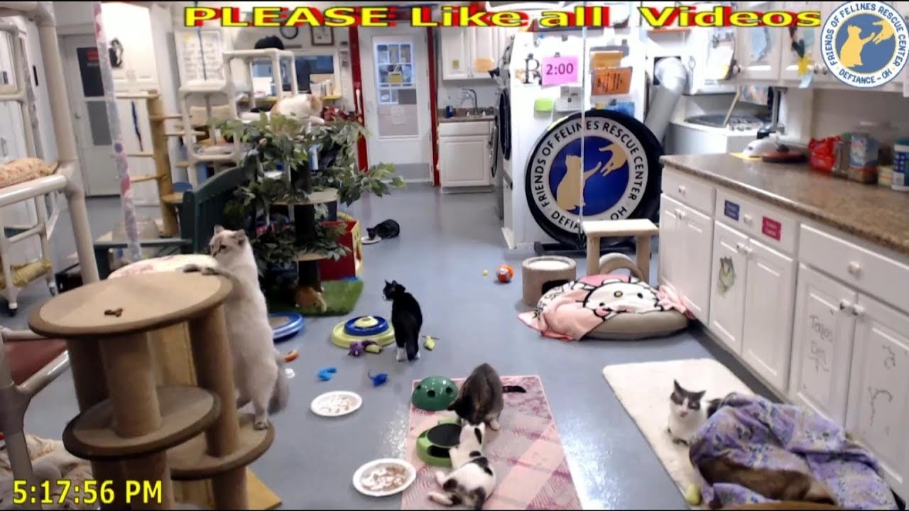 FFRC: Hope Visiting Main Room - YouTube