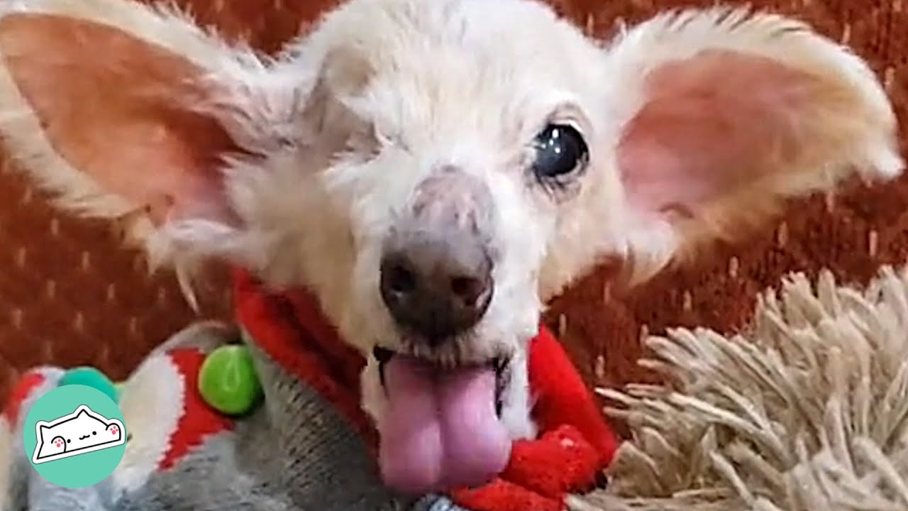 Dog Was Found In Bad Shape But True Love Saved Him | Cuddle Dogs - YouTube