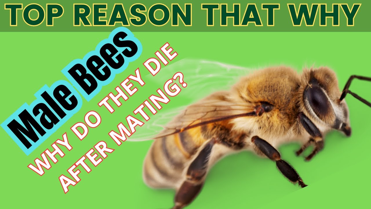 Top Reason The Tragic Fate of Male Bees: Why Do They Die After Mating ...