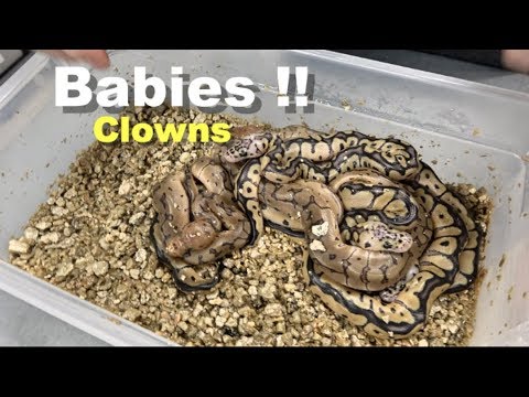 Update On Clown Het Enhancer Ball Python Babies !! ***Plus Big Rant ...