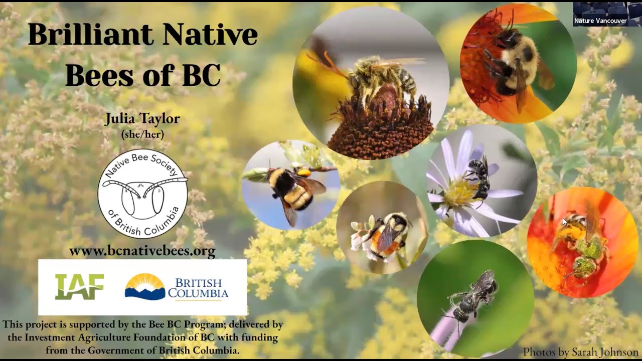 2024-09-19 BC Native Bees by Julia Taylor - YouTube
