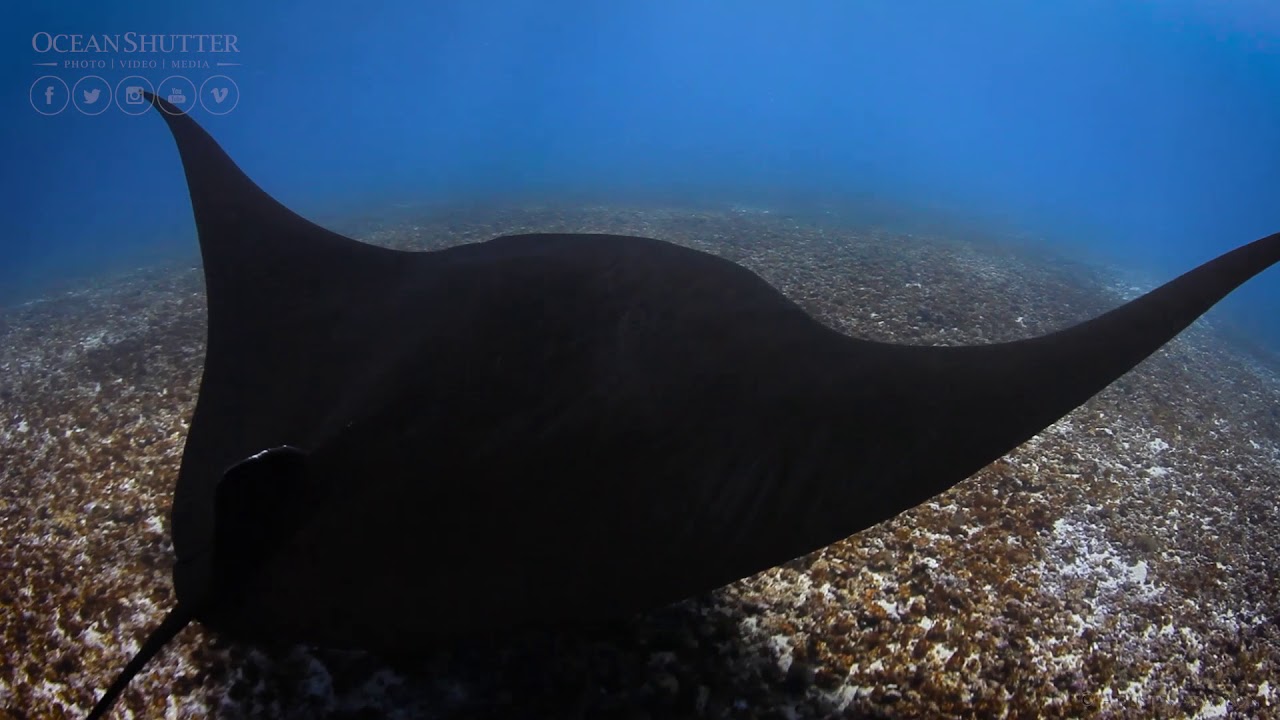 Black Manta Ray - YouTube