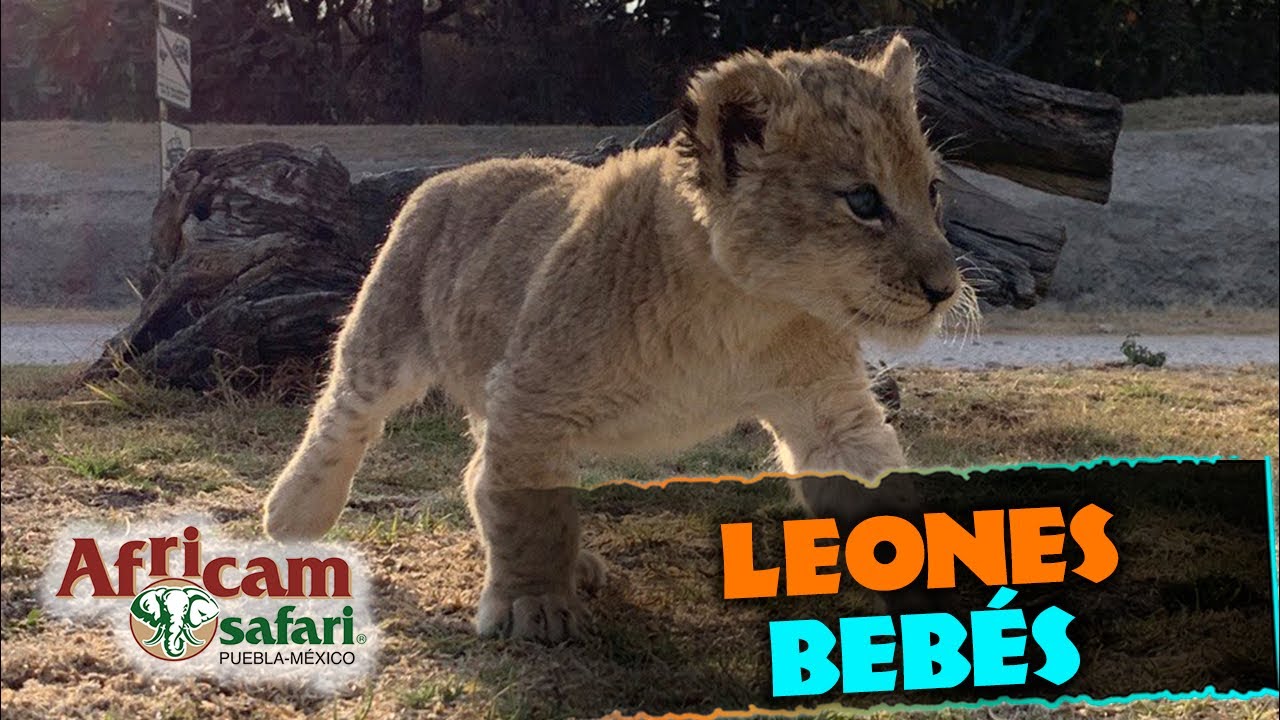 Bebé leon con Gregory Camacho desde Africam Safari 🦁 - YouTube