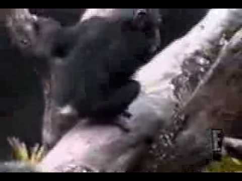 Monkey scratches his butt and faints - YouTube