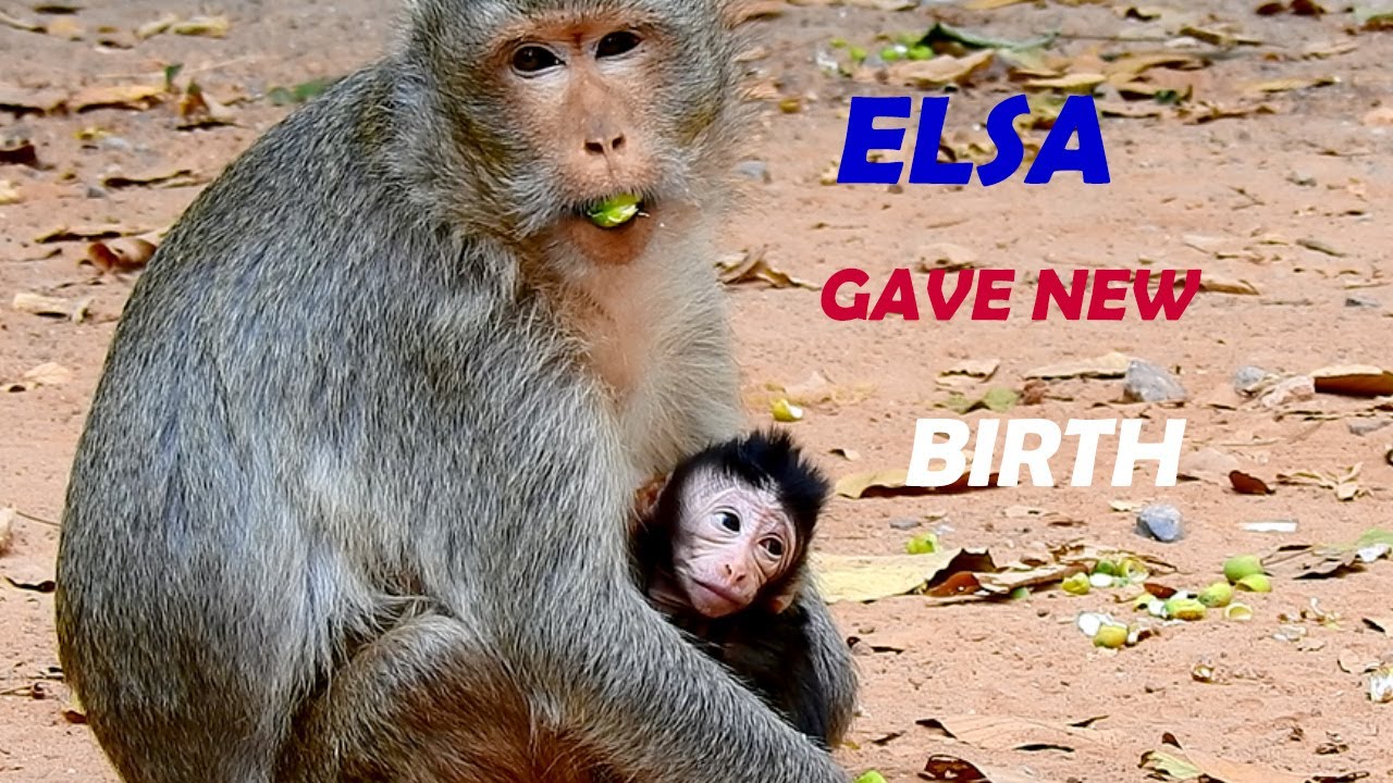 New born Baby MOnkey Super Strong & Healthy, just Born But Look Like ...