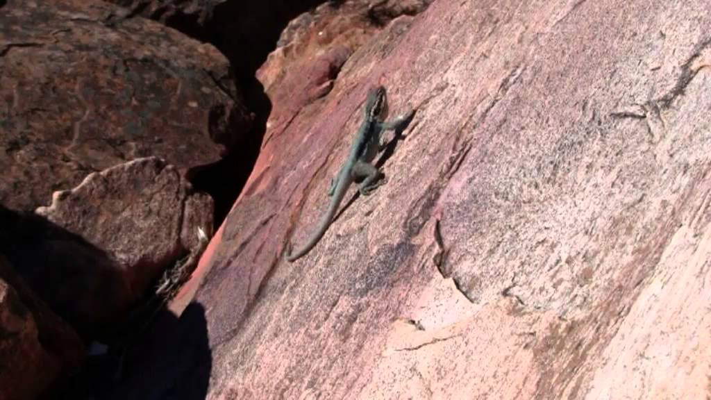 Relating motion signals of dragon lizards to habitat characteristics ...