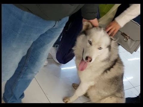 Husky Visits Shopping Mall Alone for New Year 2020. Animal story - YouTube