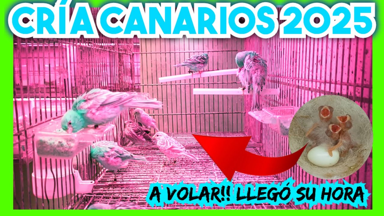 🪺🐦 2/2 #8 Los PRIMEROS pollos "DESTETADOS" del 2025 - YouTube